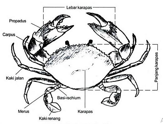 Morfologi Kepiting - Riset