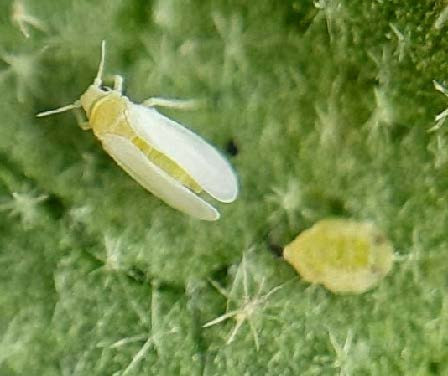 Educhannel Indonesia